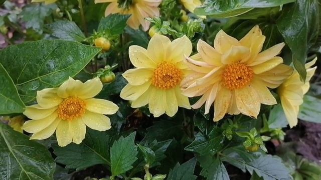 Летние цветы с моего сада для Настроения!