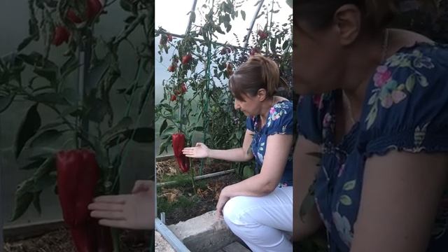 Какой огромный перец.