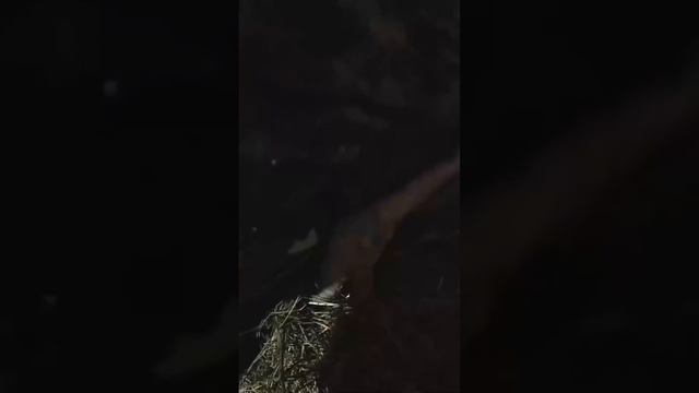 СТРАУСЁНОК ПЛАЧЕТ