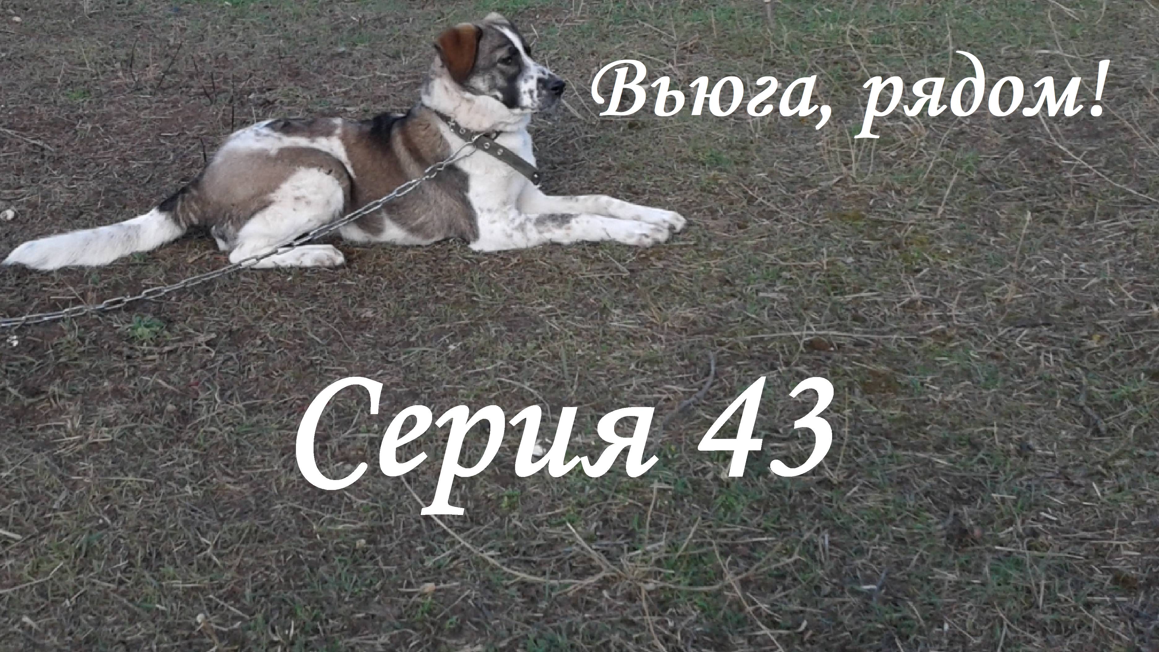 Вьюга, рядом! Серия 43