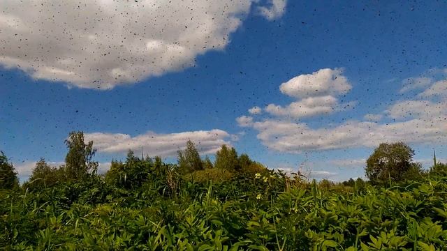 Рой