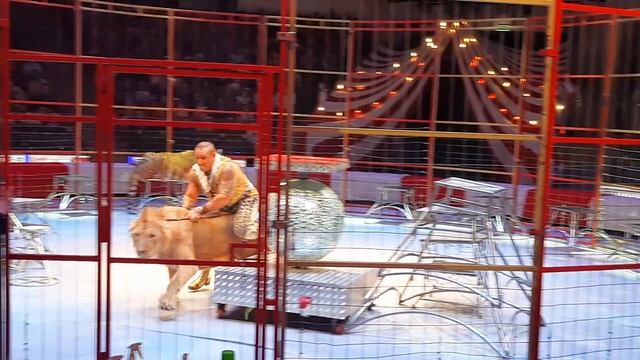 Хищники тигры и львы -1001 песенка