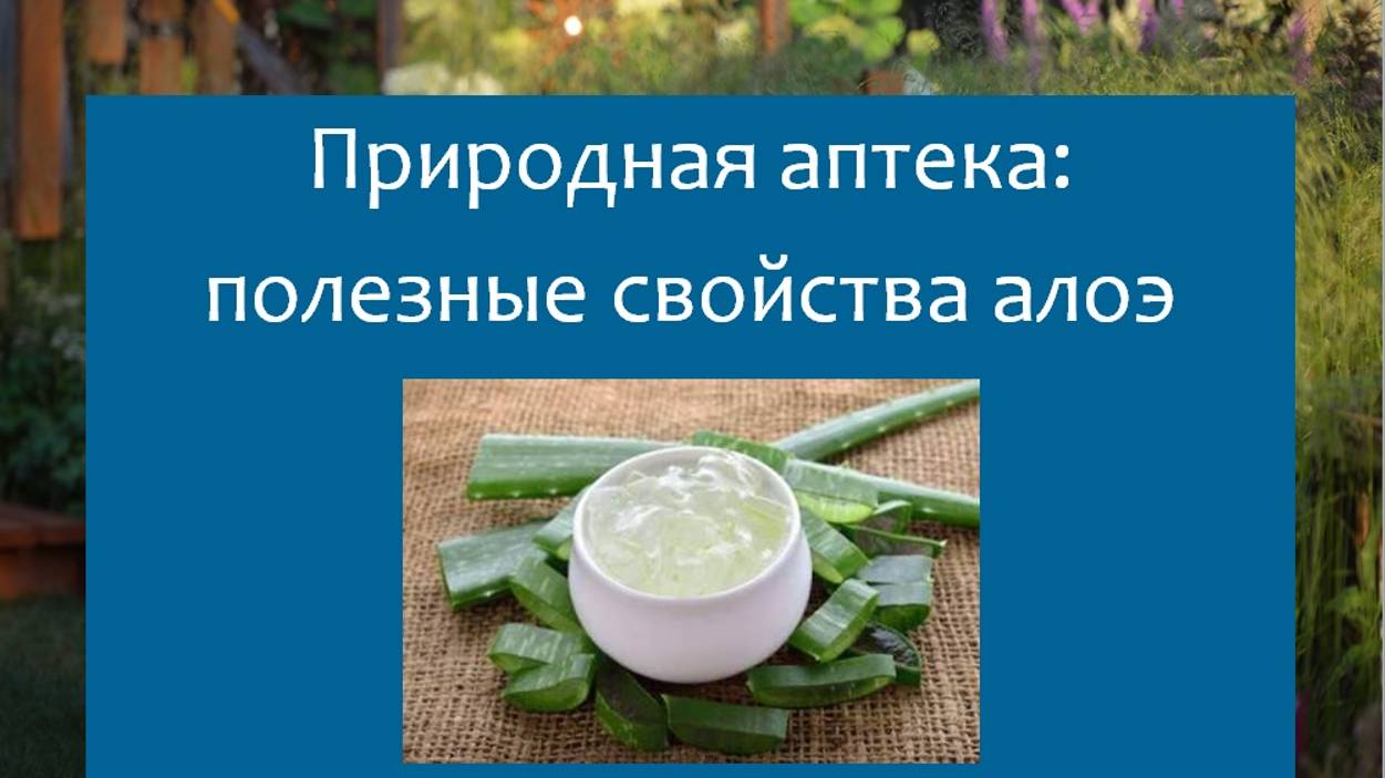 Природная аптека: полезные свойства алоэ