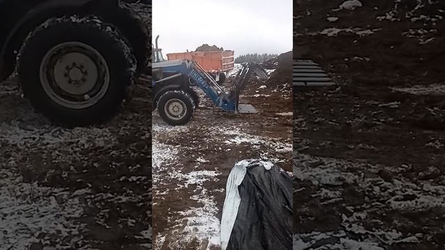 Бурёночки кушают