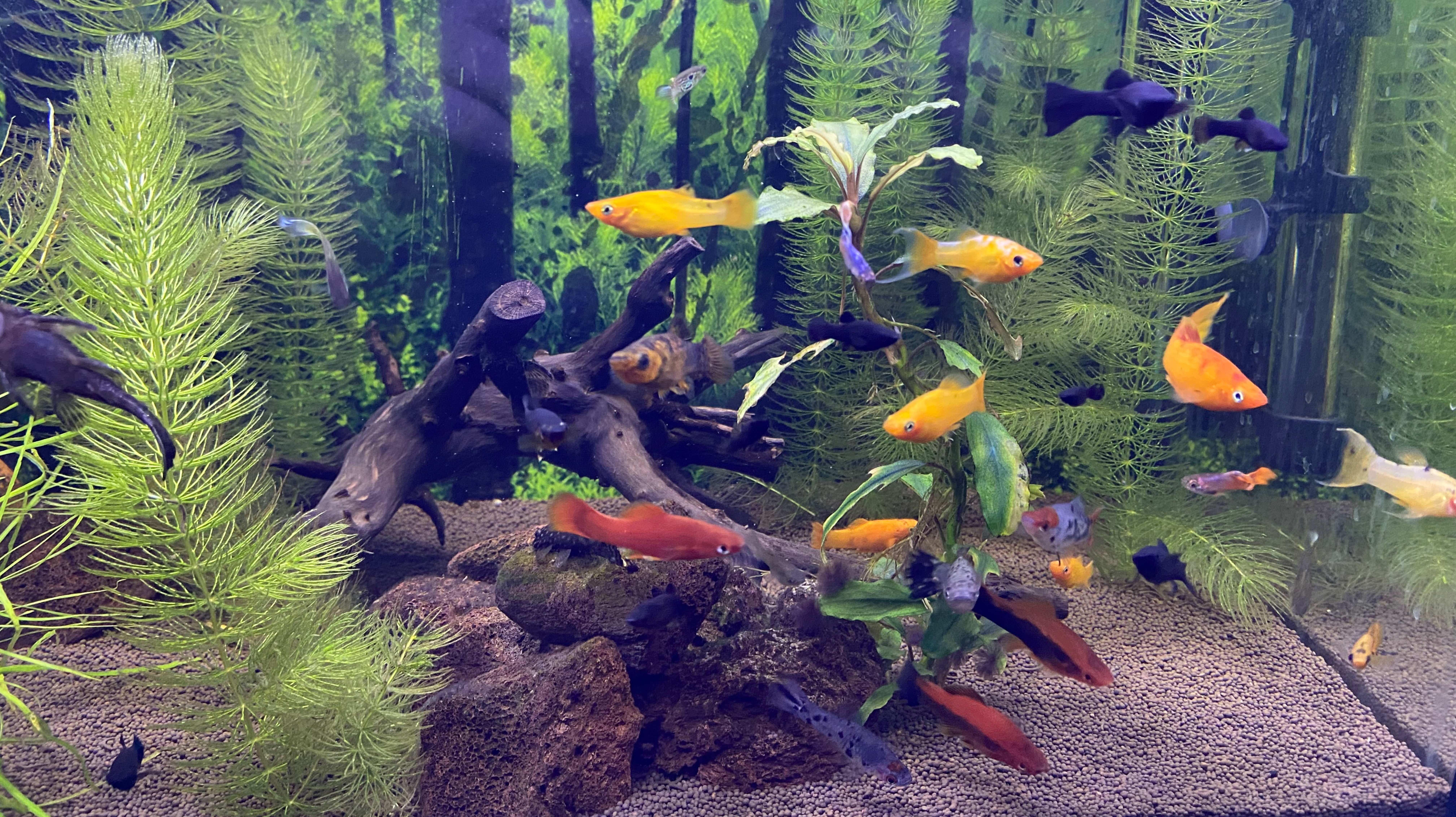 Потери среди рыбок