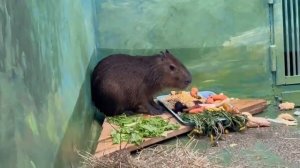Капибарин