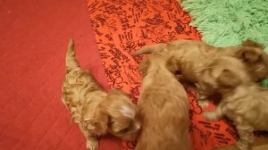 Золотые йорки  щенки голддаст йорки рожд 11.09.23г.Golddust york puppy.