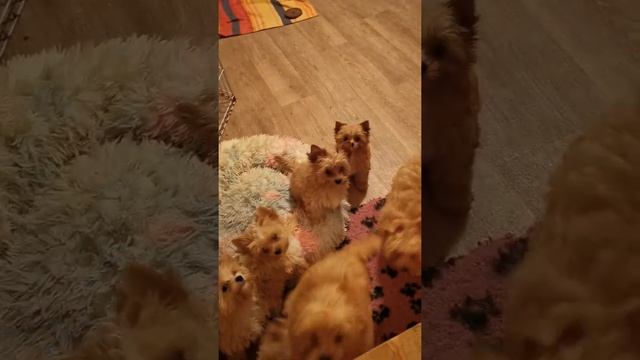 Щенки голддаст йорка- золотые йорки в питомнике "ЗЛАТОГЛАВЫЙ ТАЛИСМАН". Вечерние "бесилки"