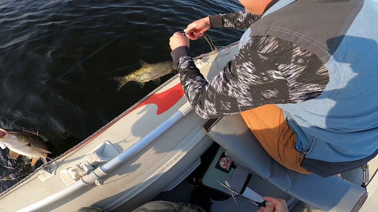 Ловля жереха 29.09.20