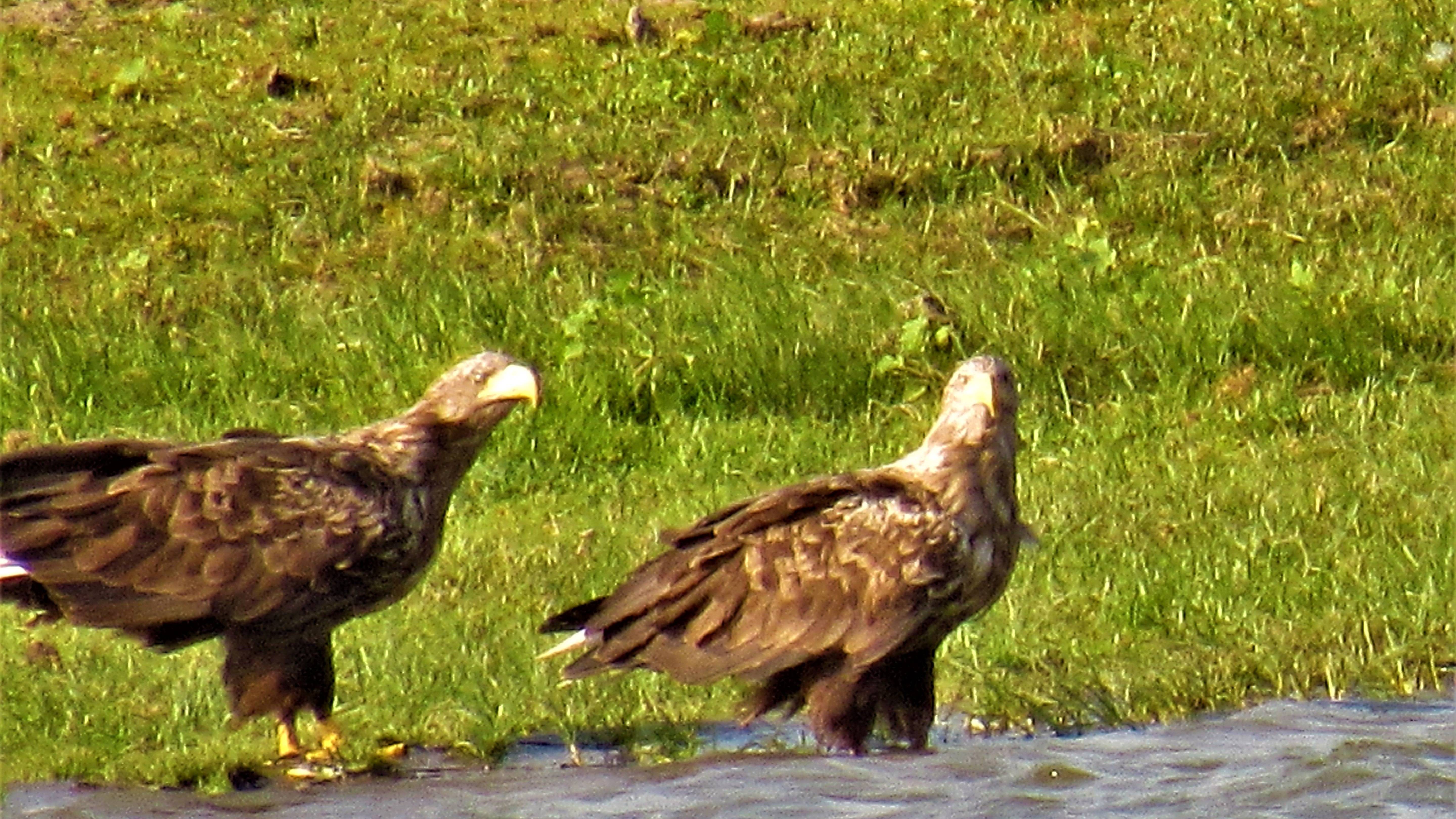 Кто в степи главный