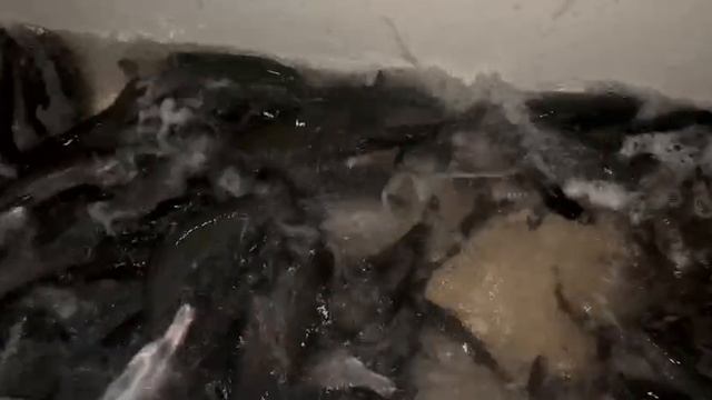 Пополнение садков ! 14.01.25