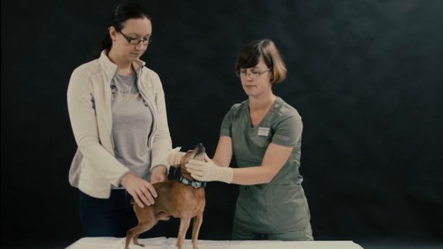 Freezpen: Удаление новообразования мейбомиевой железы у цвергпинчера