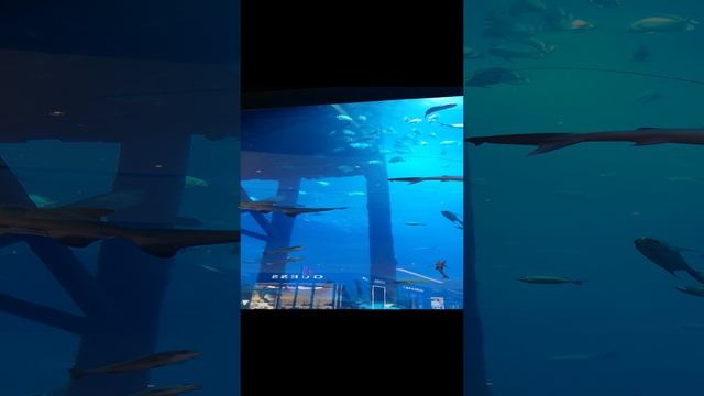 Aquarium in Dubai Mall