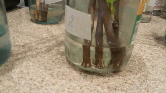 Разводим виноград. Готовим черенки винограда к посадке.