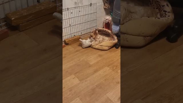 Голддаст йорки и щенки  и взрослые.