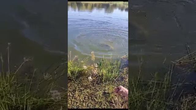 Ловля сома.Вываживание крупной рыбы. 1часть
