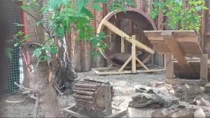 Тренировка барсука
