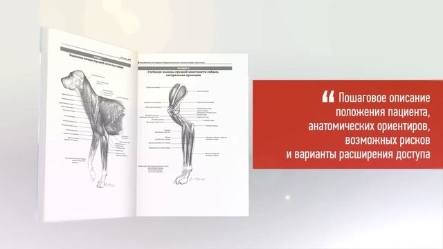 Анатомический атлас Пьерматтея: Хирургические доступы к костям и суставам у собак и кошек