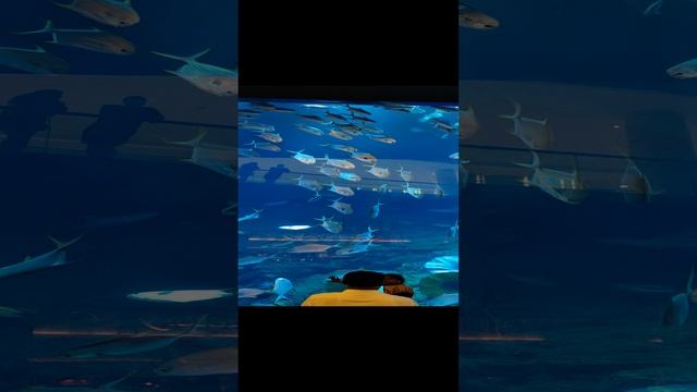 Dubai Aquarium & Underwater Zoo