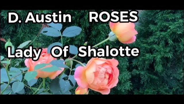 🌹Роза ‘Леди Оф Шалотт’. Неуемная жажда жизни едва не погибшей розы🙂