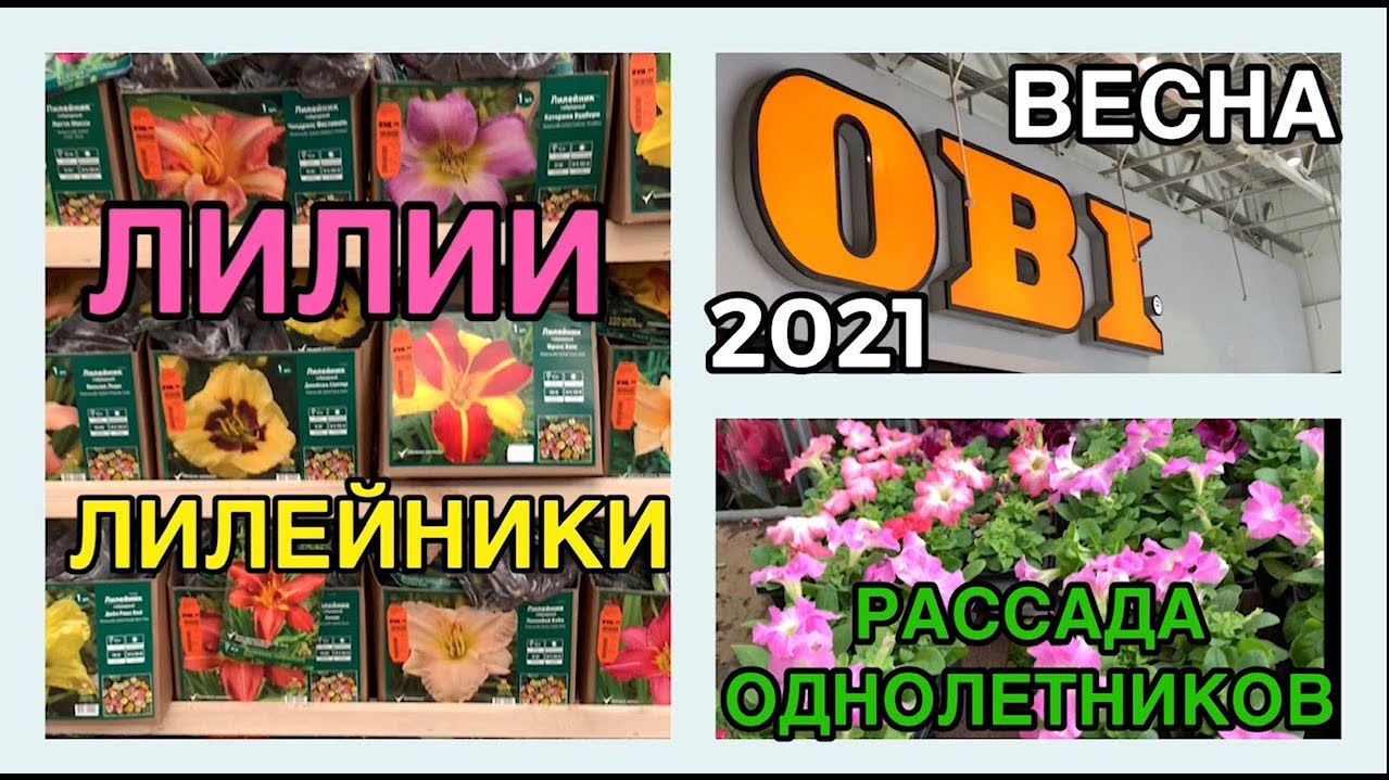 ⭐️ЛИЛИИ🌺ЛИЛЕЙНИКИ🌸 в ОБИ+рассада однолетних цветов🌷