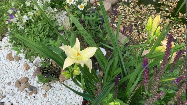 🌸Лилейник гибридный АРКТИК СНОУ. 🌟Обзор. Hemerocallis ‘ARCTIC SNOW’