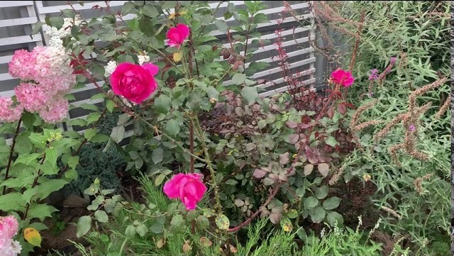 🌹Плетистая роза ‘Парад’ ⭐️Обзор