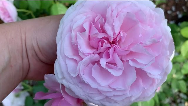 🌹Роза ОЛИВИЯ РОУЗ Девида Остина⭐️Обзор🌸Olivia rose David Austin