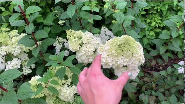 🌸Метельчатая гортензия ‘Даймонд Руж’ I 🐝ПОСАДКА I Спасаем растения с распродажи