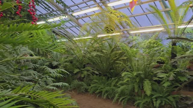 Ботанический сад Петра Великого, Санкт-Петербург,  2025