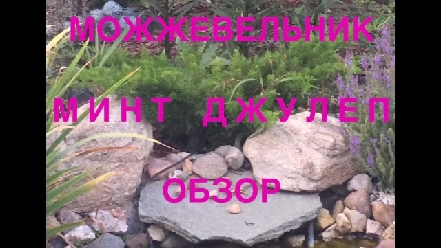 🌲Можжевельник ‘МИНТ ДЖУЛЕП’ ⭐️Обзор 🍁