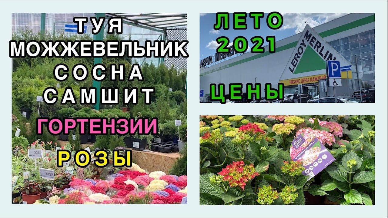 ⭐️ОБЗОР ХВОЙНЫХ🌲 гортензий крупнолистных🌸 РОЗ🌹 в ЛЕРУА МЕРЛЕН