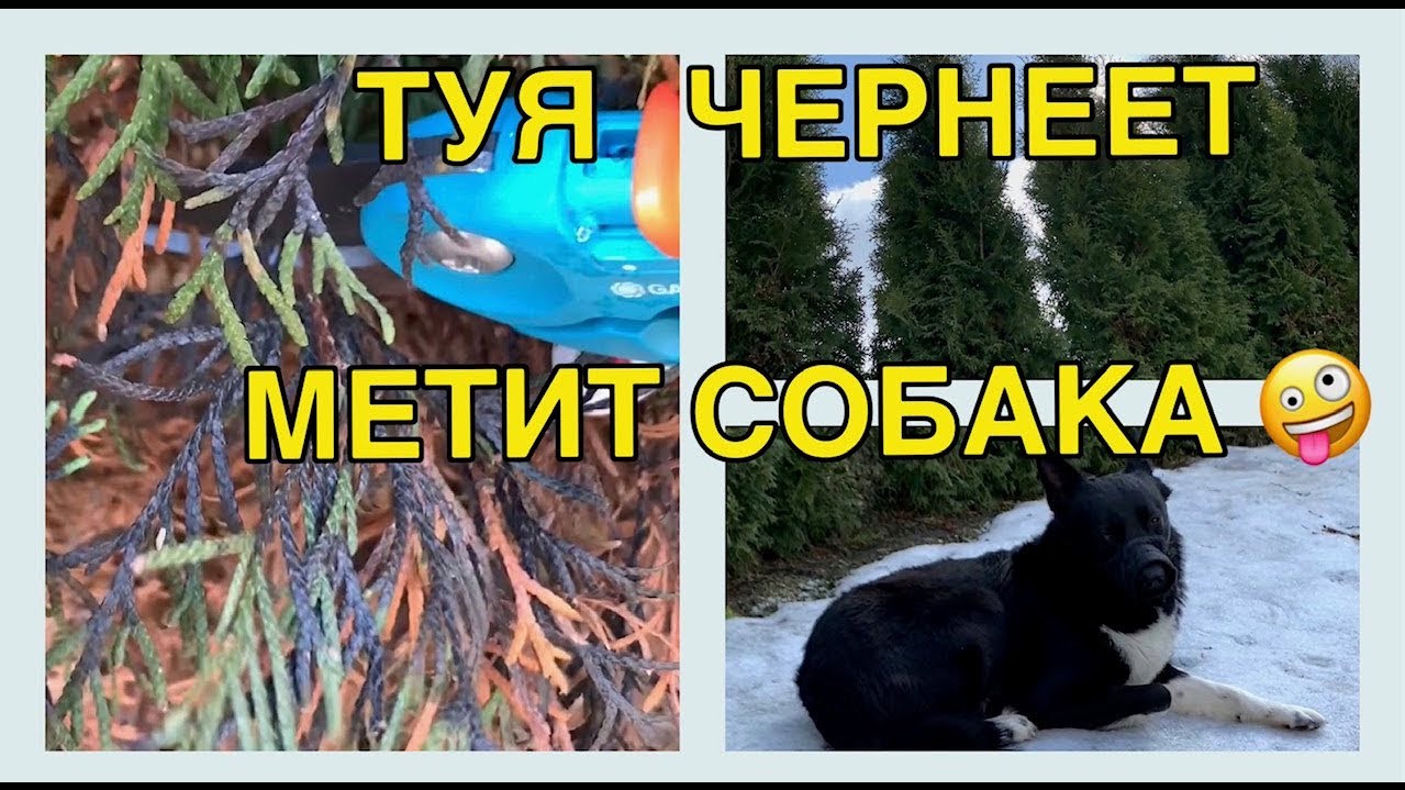 🌲у ТУИ ЧЕРНЕЕТ ХВОЯ I МЕТЯТ СОБАКИ