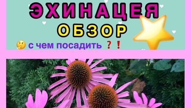 🌺Эхинацея_Рудбекия многолетняя🌺ОБЗОР⭐️ПОСАДКА и УХОД