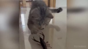 Глупые и смешные.. коты, 1.