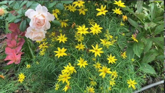 🌼Кореопсис многолетний 🐝Посадка 🌼А также кореопсис мутовчатый ‘Загреб’ 🌼Coreopsis.