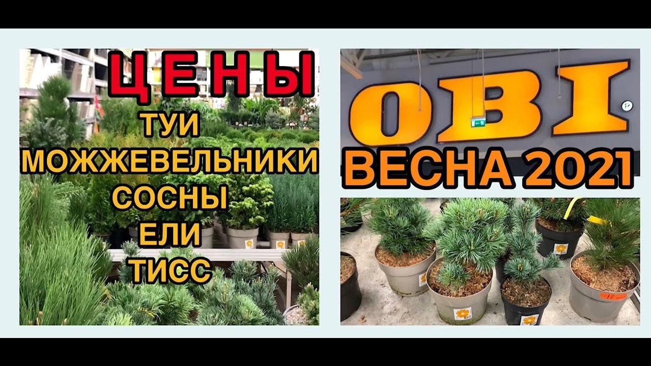 🌲ХВОЙНЫЕ в ОБИ обзор с ЦЕНАМИ🌳туи_можжевельники_сосны и другие