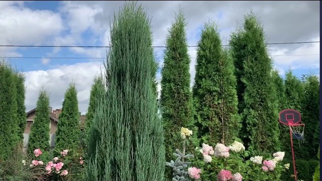 🌲Можжевельник БЛЮ ЭРРОУ⭐️Обзор