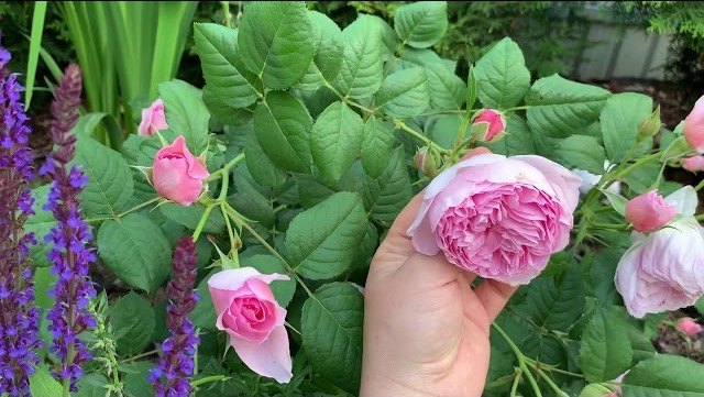 🌹Роза ЗЕ ЭНШЕНТ МАРИНЕР Дэвида Остина⭐️Обзор🌸The Ancient Mariner David Austin rose