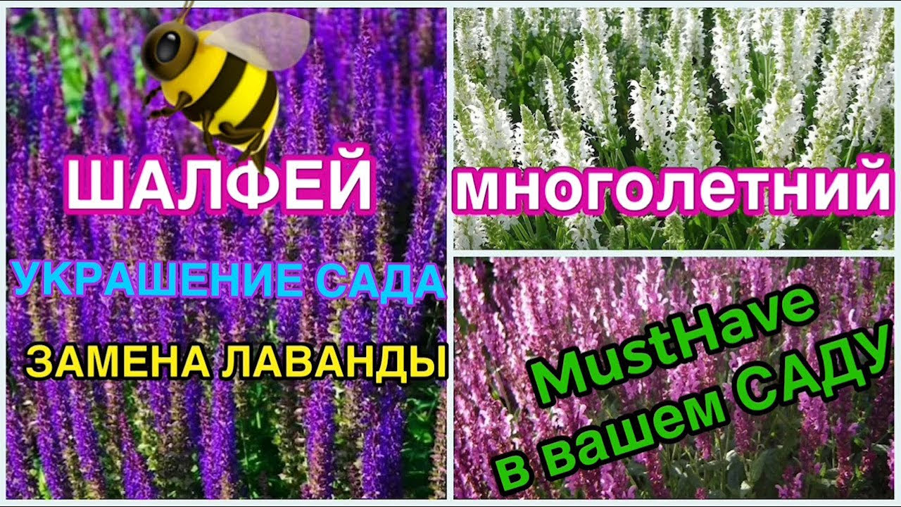 🐝ШАЛФЕЙ дубравный МНОГОЛЕТНИЙ 🍭МАСТХЭВ для САДА⭐️замена ЛАВАНДЫ👍