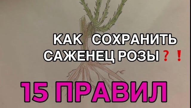 ✅🌹15 правил хранения купленных роз и правильной посадки🌿
