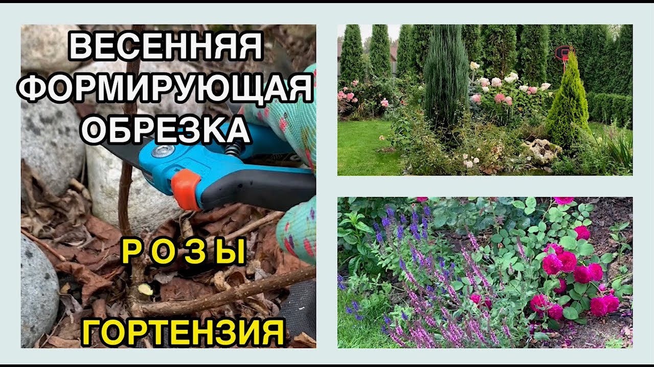 ✂️Формирующая обрезка роз 🌹и гортензии🌿ВЕСНОЙ