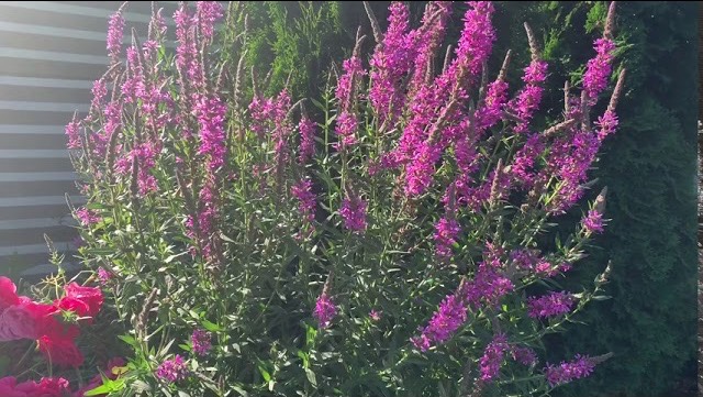 🌸Дербенник иволистный  ‘Свирл’ 🍀 Обзор ‘SWIRL’