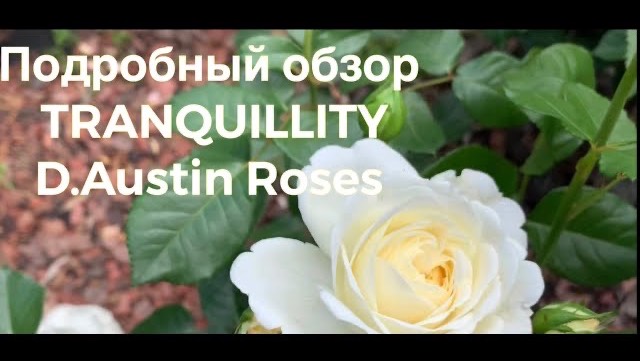 🌹Роза Д.Остина ‘ТРАНКВИЛЛИТИ’✨подробный ОБЗОР⭐️