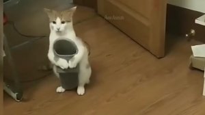 Котики играют. Смешная нарезка, 1.