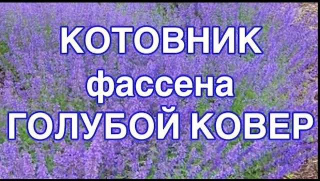 🌸КОТОВНИК🌿ОПИСАНИЕ✨ПОСАДКА✨УХОД✨