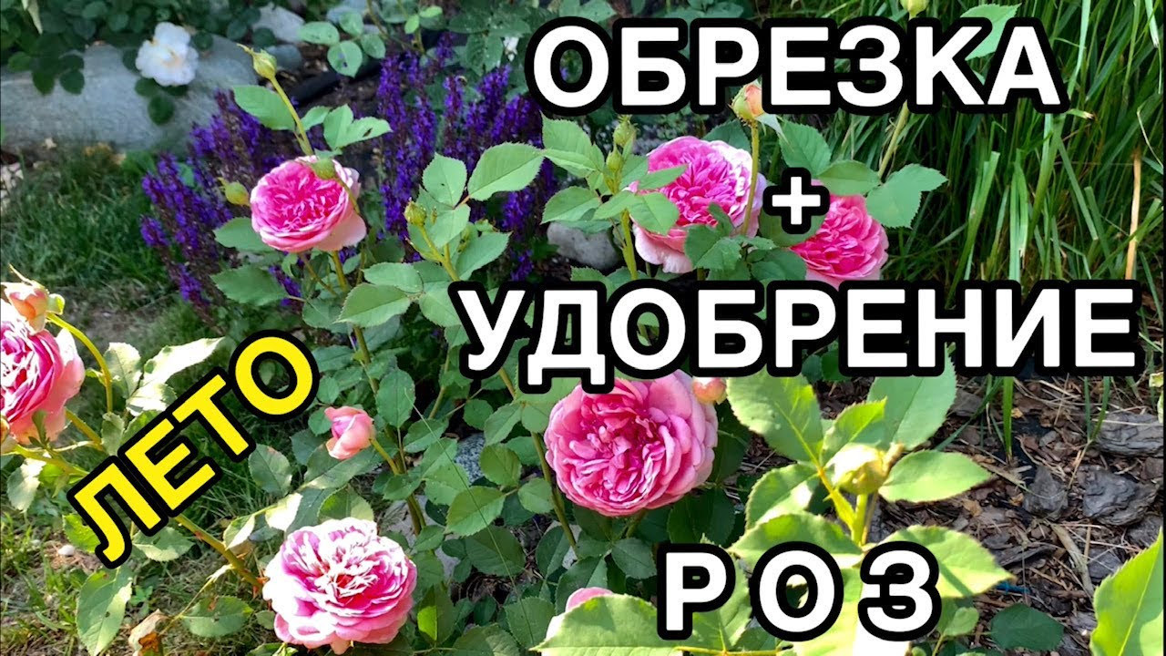 ✂️ОБРЕЗКА и ПОДКОРМКА роз летом🌹 мои ПРИНЦИПЫ и СТРАТЕГИЯ УХОДА за садом🐝 КАК ОРГАНИЗОВАТЬ РАБОТУ