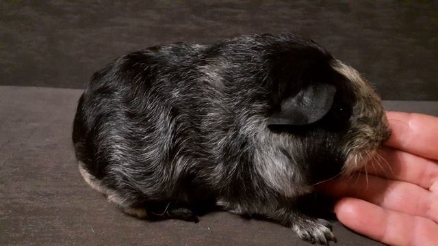 морская свинка гладкошерстная чёрный/белый/крем/чалый из питомника ZLATO VLASKA