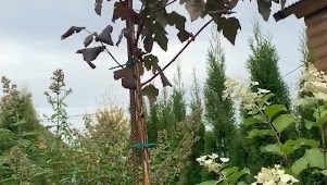 ☘️Как сделать ШТАМБ из куста ЧАСТЬ 1🌴Формировка деревцем своими руками🐝 Пузыреплодник ‘Диабло’🍁