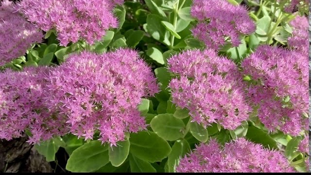 🌸ОЧИТОК🌸 (седум) видный сорт ‘Бриллиант’🌸 Обзор⭐️